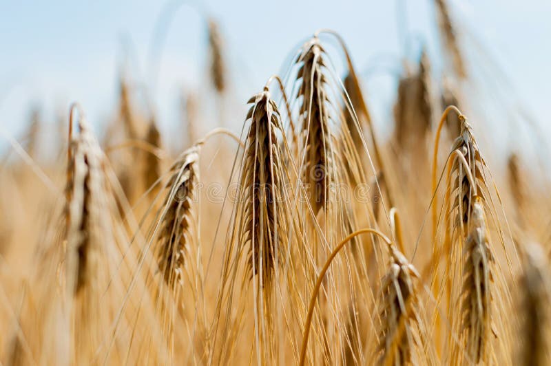 Ripe Ears of Rice in a Child S Hand. Products from Rice Concept. Food ...