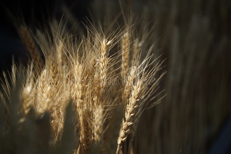 Ripe Ears of Wheat, Ready for Harvesting and Processing Stock Image ...
