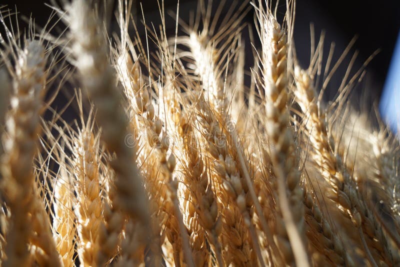 Ripe Ears of Wheat, Ready for Harvesting and Processing Stock Photo ...