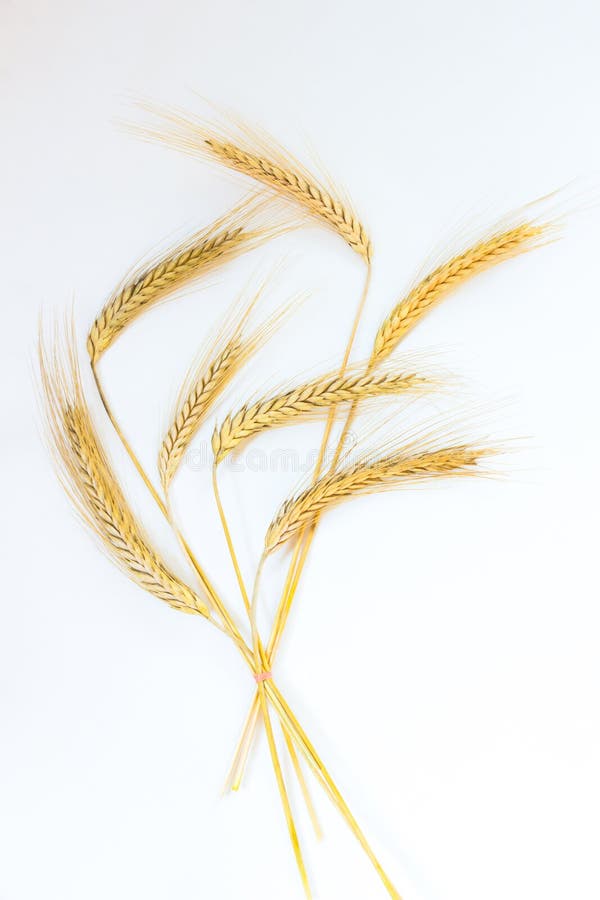 Ripe Ears of Wheat Tied with a Rope Stock Photo - Image of siberian ...