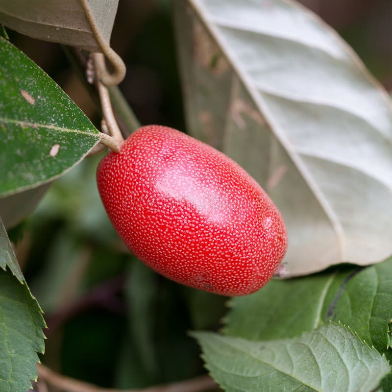 Ripe Elaeagnus Latifolia Fruits Stock Photo - Image of agriculture ...