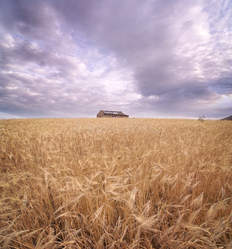 Abandoned Barns stock image. Image of legumes, northwest - 42754351