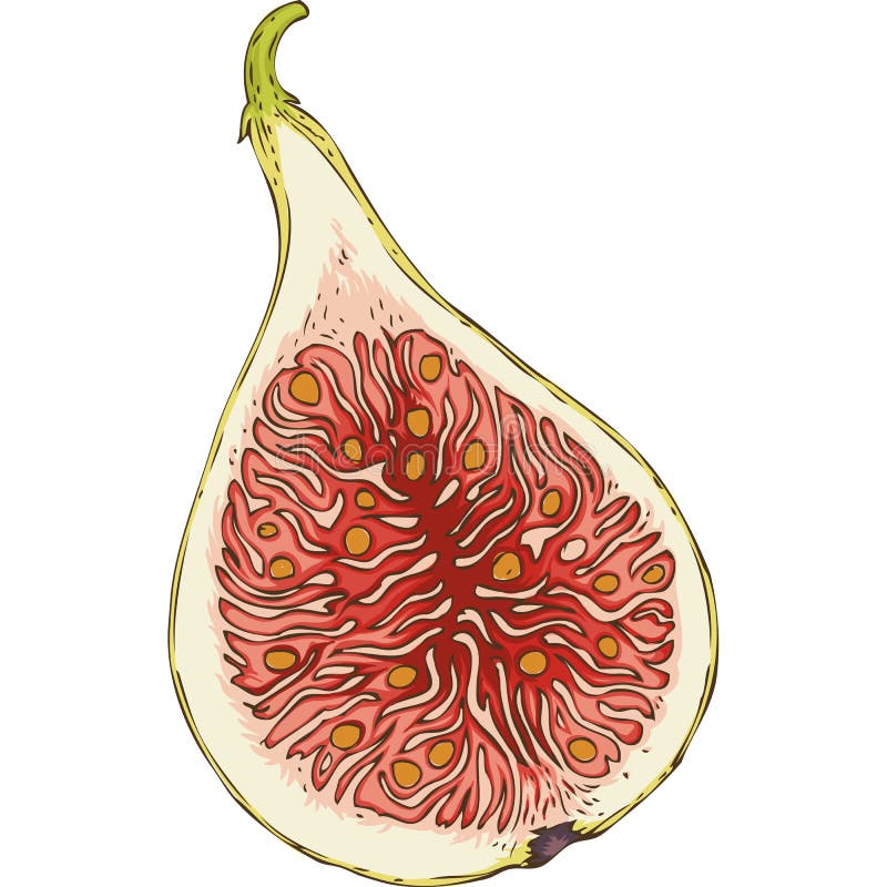 Fig Cross Stock Illustrations – 137 Fig Cross Stock Illustrations ...