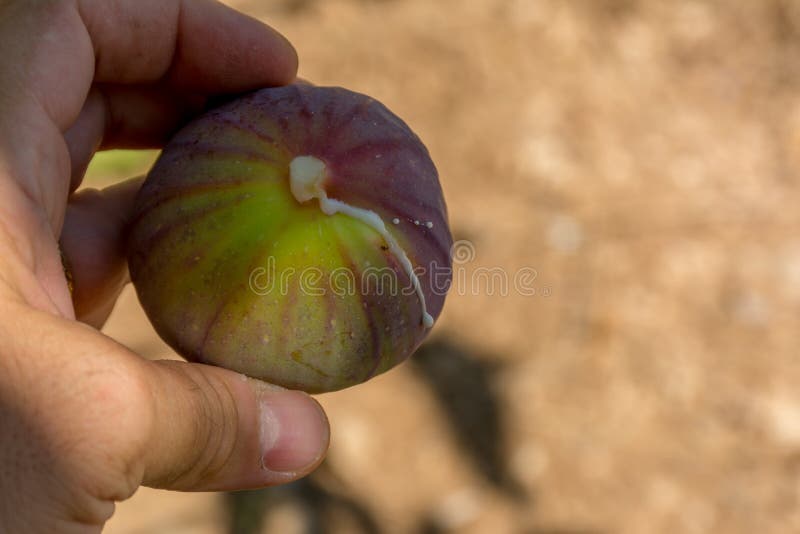 Ripe Fig Dripping Milk stock image. Image of juicy, background - 156752873