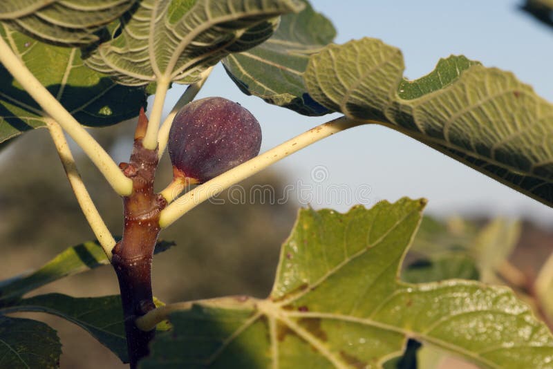 Ripe fig on a fig tree stock photo. Image of healthy - 197726238