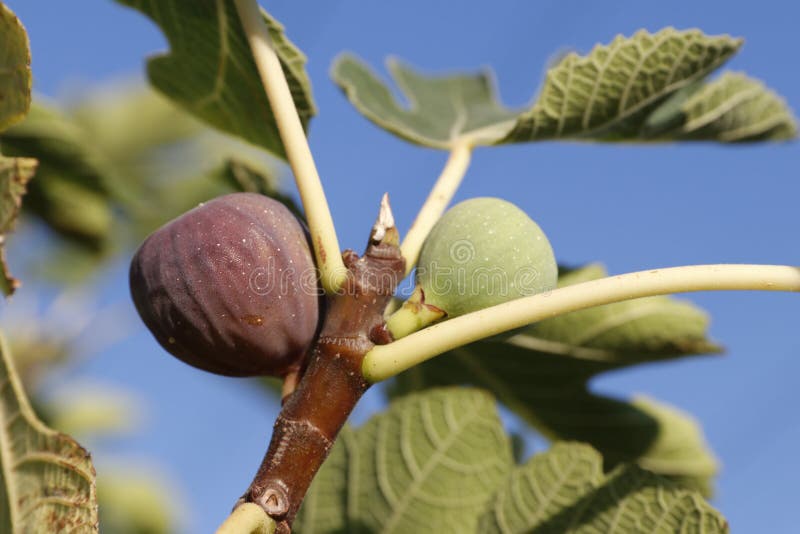 Ripe fig on a fig tree stock photo. Image of sweet, tree - 197726262