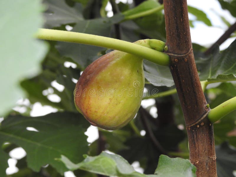 Ripe fig fruit stock image. Image of outside, flora, green - 60338587