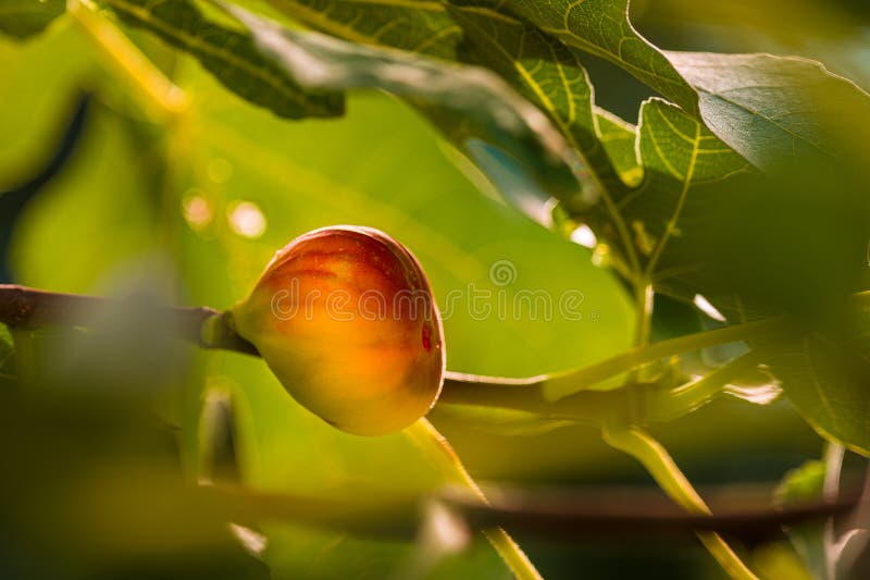 Ripe Fig Fruit on a Treee. Fig Tree with Ripening Fruits Close Up ...