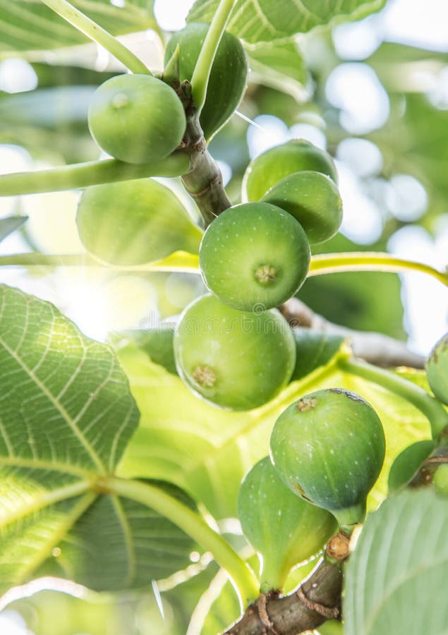 Ripe Fig Fruits on the Tree. Stock Image - Image of fruits, closeup ...