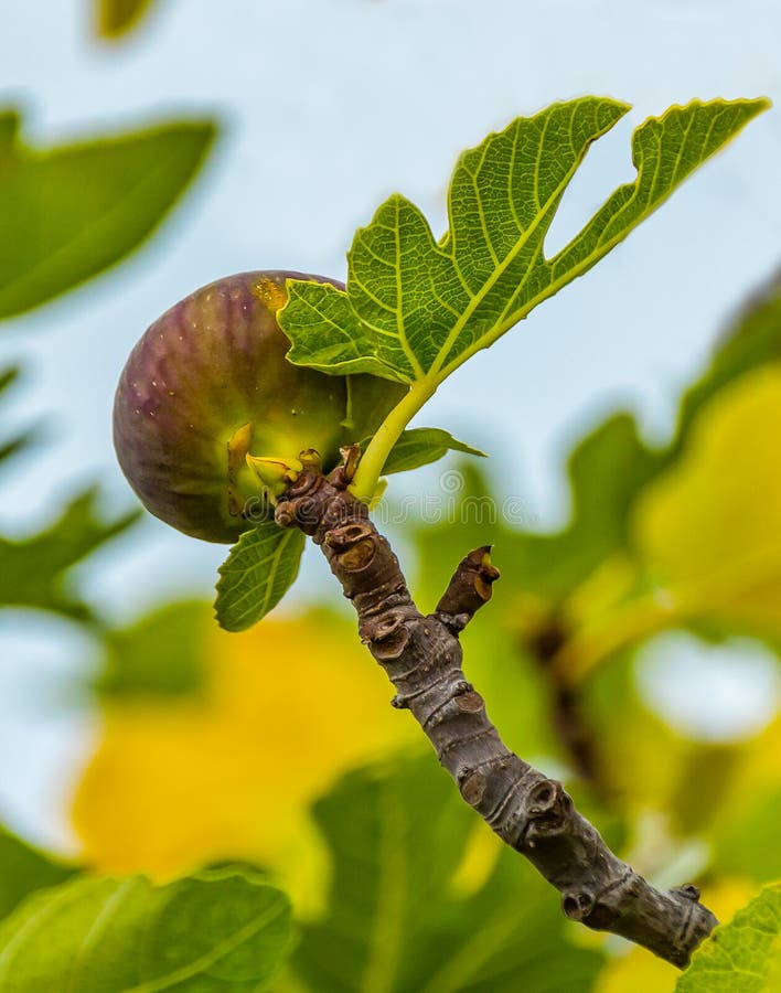 Ripe Fig on the Tree, Close Up, Soft Focus. Vertical Stock Photo ...