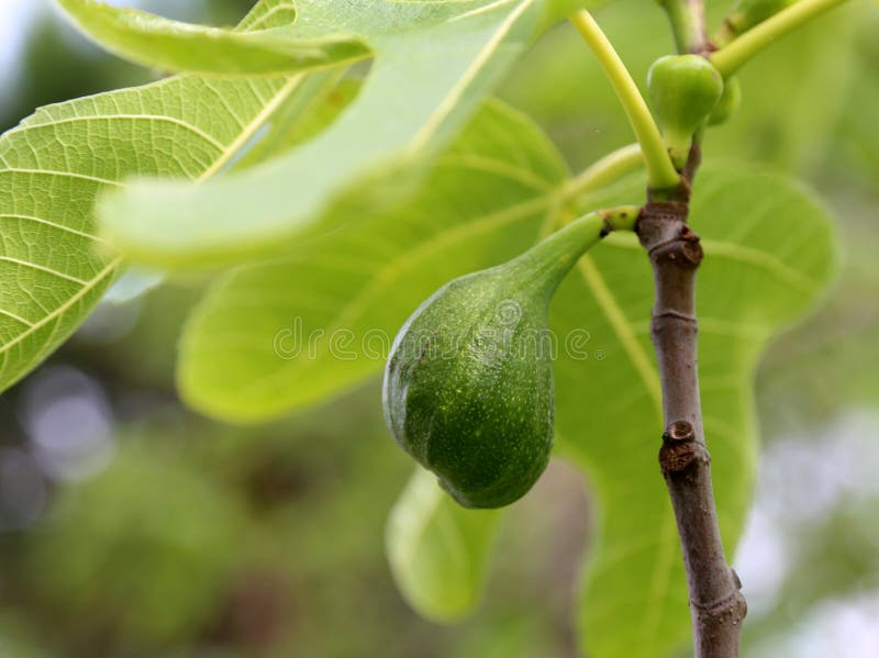 Ripe Fig on the Tree Fig with Large Green Leaf in Spring Stock Photo ...