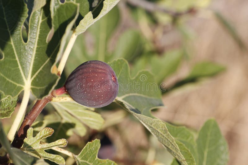 Ripe fig on a fig tree stock photo. Image of ingredient - 197726250