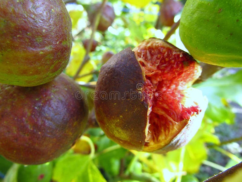 Ripe Figs on Branch of Fig Tree. Close-up Stock Photo - Image of food ...