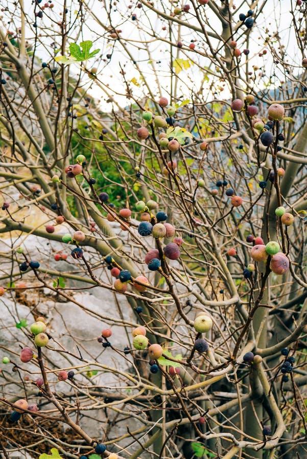 Ripe Figs on the Tree. Montenegrin Fig Trees Stock Image - Image of ...