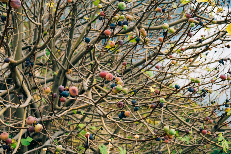 Ripe Figs on the Tree. Montenegrin Fig Trees Stock Image - Image of ...