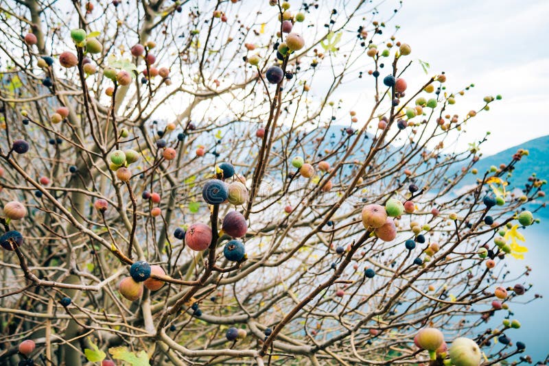 Ripe Figs on the Tree. Montenegrin Fig Trees Stock Image - Image of ...