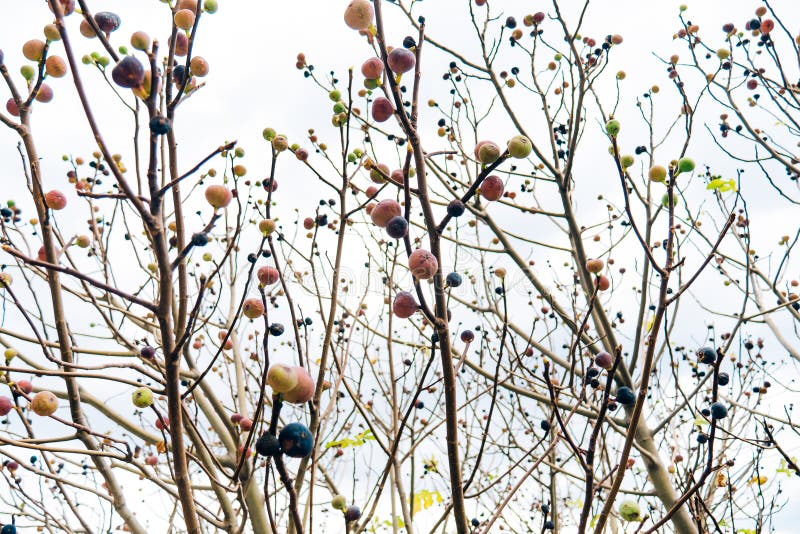 Ripe Figs on the Tree. Montenegrin Fig Trees Stock Image - Image of ...