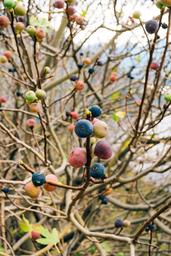 Ripe Figs on the Tree. Montenegrin Fig Trees Stock Image - Image of ...