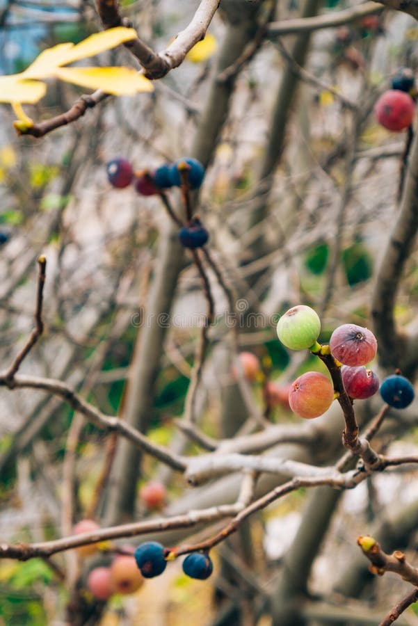 Ripe Figs on the Tree. Montenegrin Fig Trees Stock Photo - Image of ...