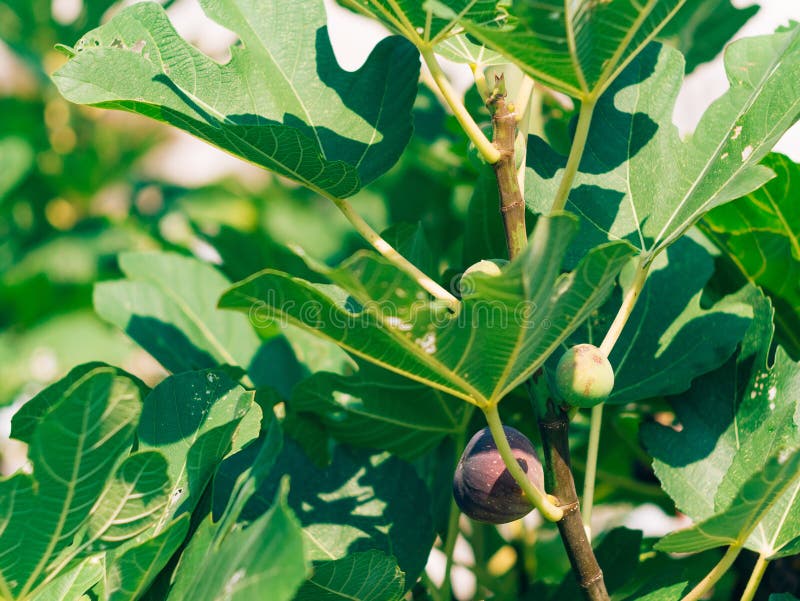 Ripe Figs on the Tree. Montenegrin Fig Trees Stock Photo - Image of ...
