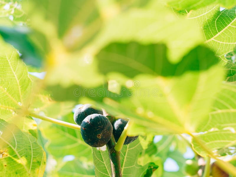 Ripe Figs on the Tree. Montenegrin Fig Trees Stock Photo - Image of ...