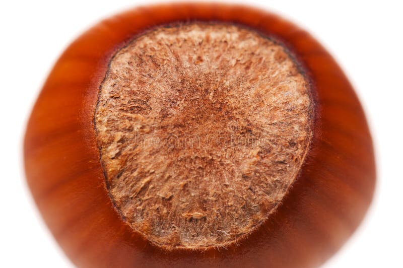 Ripe filbert stock photo. Image of diet, dessert, healthy - 48884590