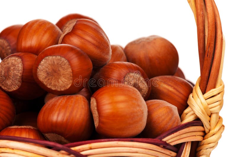 Ripe filberts stock image. Image of isolated, natural - 27772845