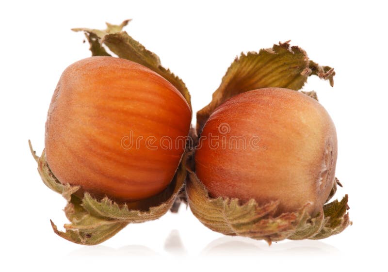 Ripe filberts stock image. Image of healthy, dark, dessert - 41412751