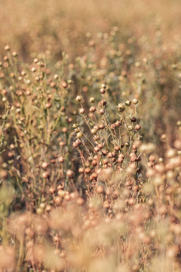 Ripe Flax Capsules in Field, Selective Focus Stock Photo - Image of ...