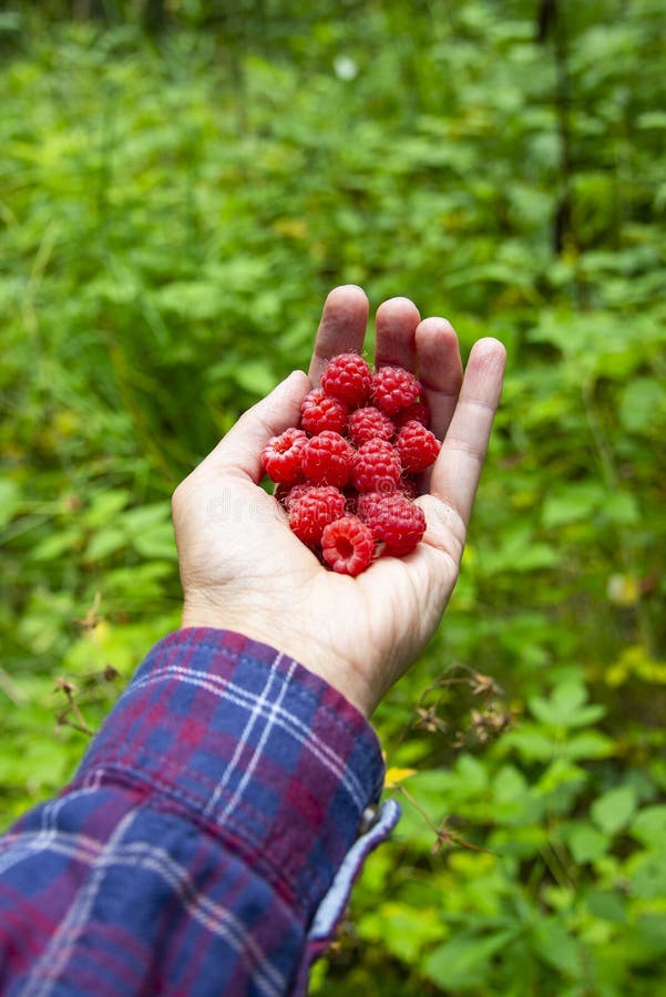 Ripe Forest Raspberry on Woman`s Hand Stock Image - Image of green ...