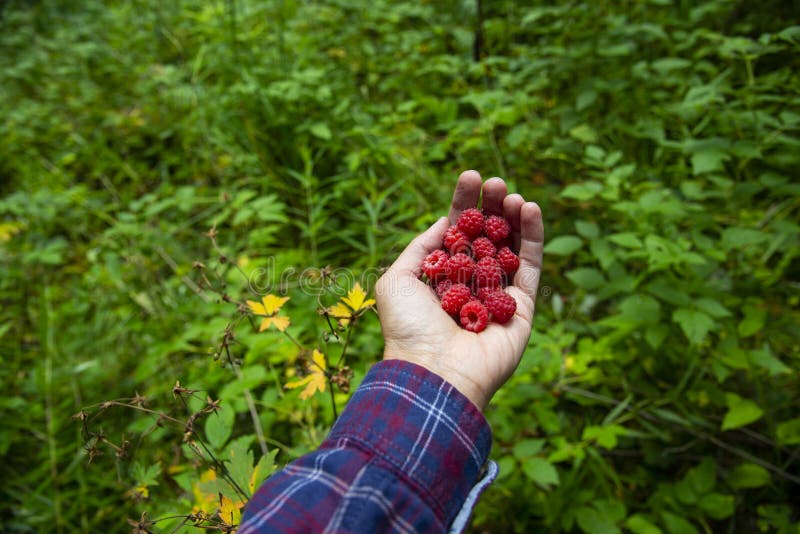 Ripe Forest Raspberry on Woman`s Hand Stock Image - Image of caucasus ...