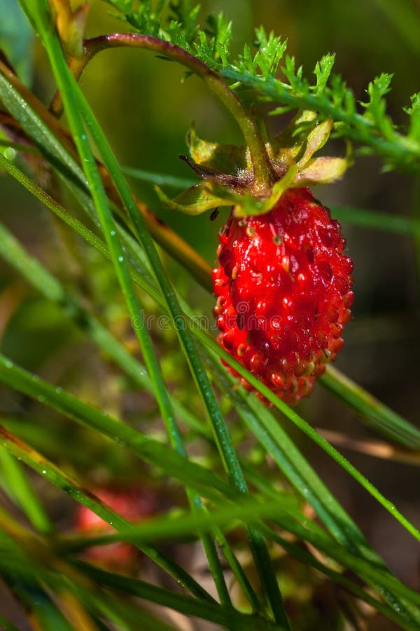 Ripe Forest Wild Strawberry Stock Image - Image of food, fruit: 42018375