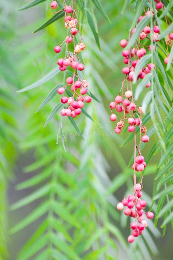 Pink pepper stock photo. Image of spice, dish, peper - 200918644