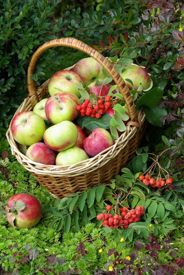 Ripe Fresh Apples in the Basket Stock Image - Image of land, large ...