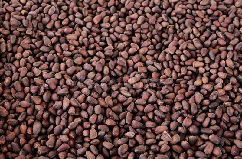 Ripe Fresh Brown Pine Nuts in the Shell Stock Image - Image of food ...
