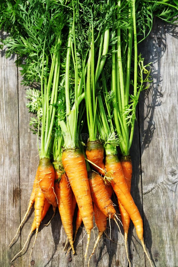 Ripe and Fresh Organic Carrots Stock Image - Image of bunch, plant ...