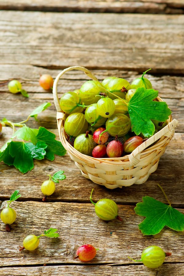 Ripe, Fresh, Organic Gooseberries Stock Image - Image of gooseberries ...
