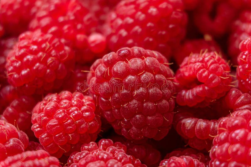 Raspberry berries ripen stock photo. Image of ripe, food - 134020368