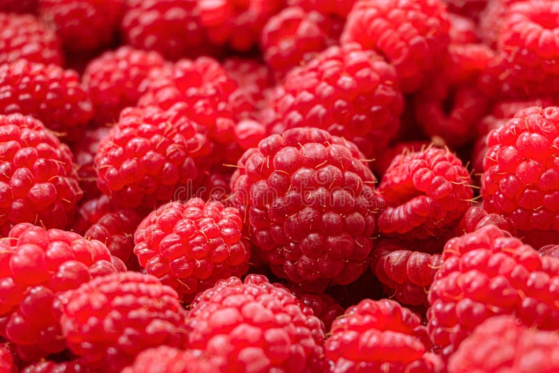 Raspberry berries ripen stock photo. Image of ripe, food - 134020368