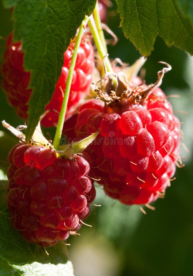 Ripe Fresh Raspberry on a Green Bush Stock Photo - Image of garden ...