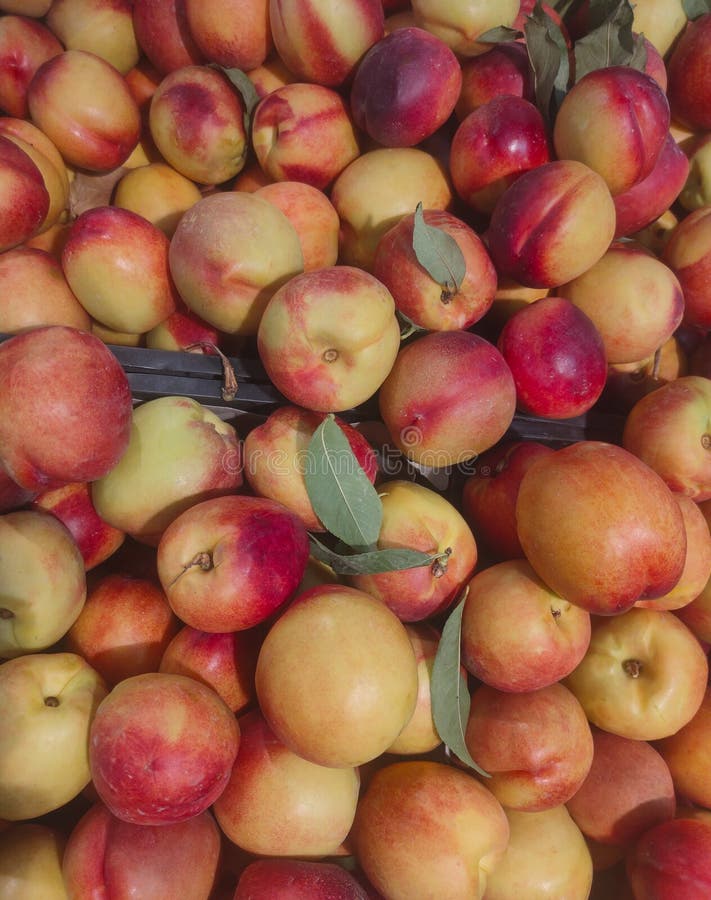 Ripe Fresh Red-yellow Nectarines in Boxes Stock Image - Image of ...
