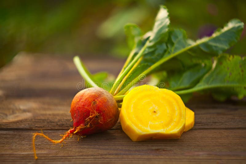 Ripe Fresh Yellow Beet on Garden Bed Stock Photo - Image of nature ...