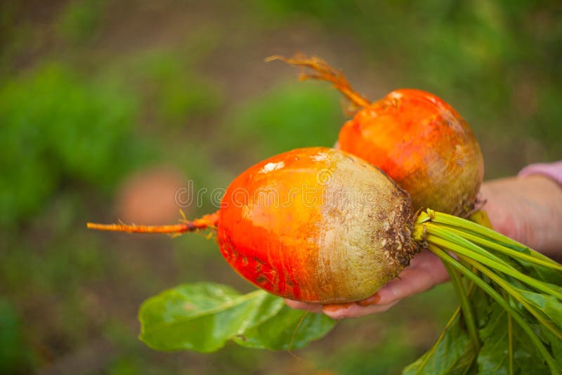 Ripe Fresh Yellow Beet on Garden Bed Stock Photo - Image of nature ...