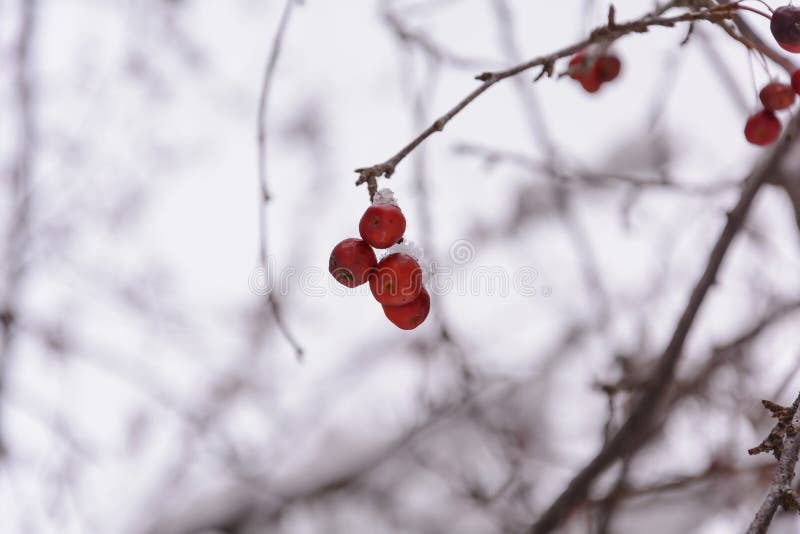Ripe Frozen Fruit of the Tree in the Winter Stock Photo - Image of ...