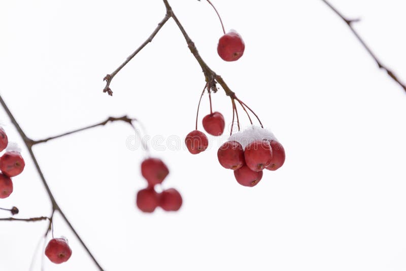 Ripe Frozen Fruit of the Tree in the Winter Stock Image - Image of ...