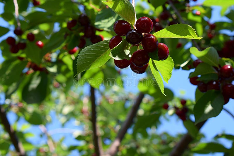 Ripe Fruit of the Cherry is Not a Tree Stock Image - Image of ...