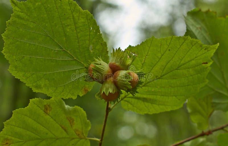 Fruit Corilus Stock Photos - Free & Royalty-Free Stock Photos from ...