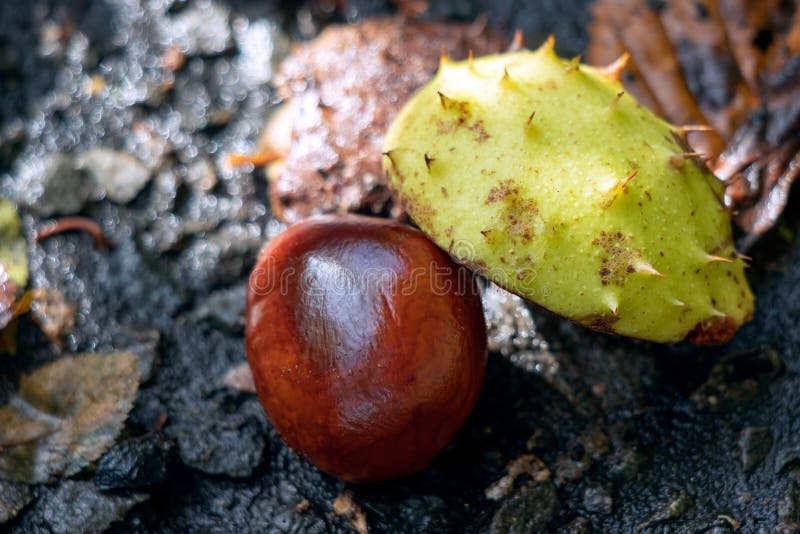 Ripe Fruit of the Horse Chestnut Tree Called a Conker on the Ground ...