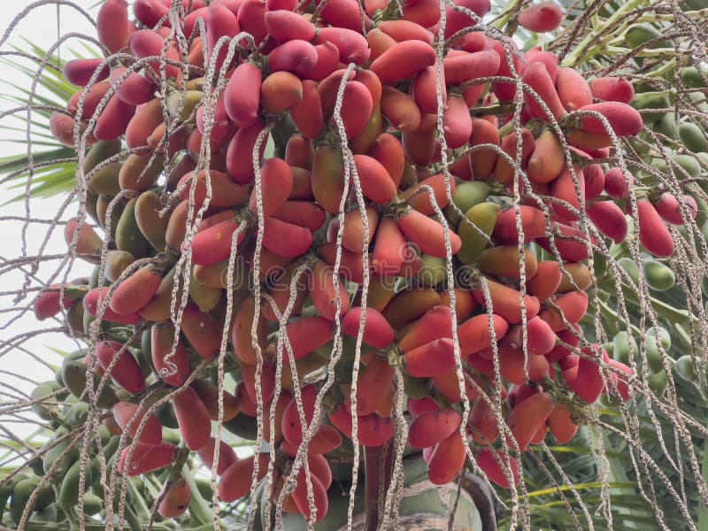 Ripe Fruit of the Palm Tree Stock Photo - Image of tree, date: 321921242