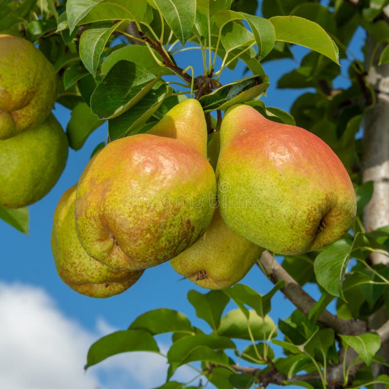 Ripe Fruit of Pears Hang on a Tree Branch Close-up Macro. Harvesting in ...
